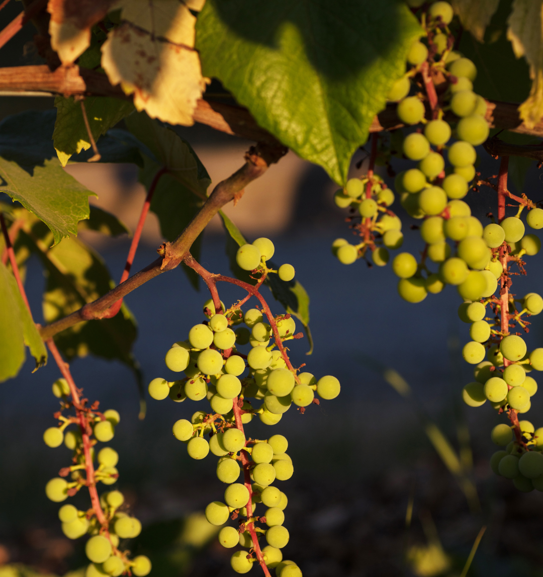 What is Natural Wine? Everything You Need to Know